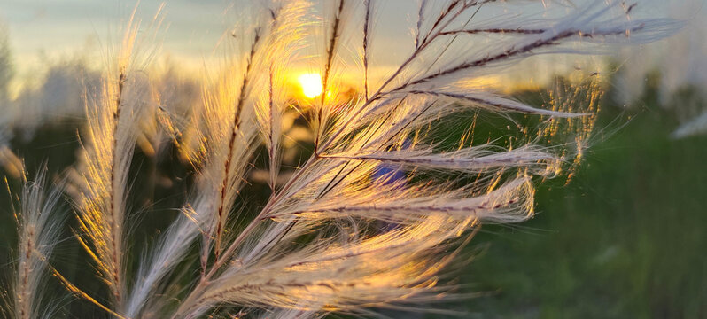 কাস ফুল (Kash Ful) | শরতের কাশ ফুল | কাশ ফুল | Totthadi