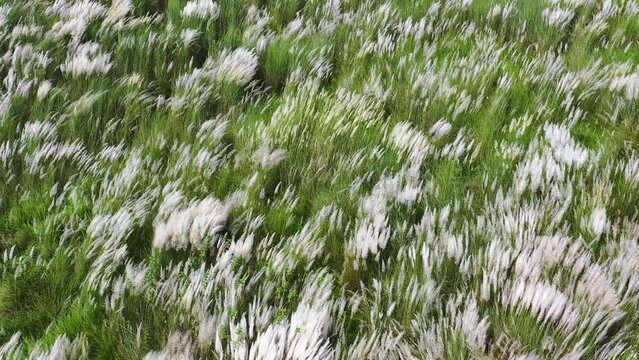 কাস ফুল (Kash Ful) | শরতের কাশ ফুল | কাশ ফুল | Totthadi