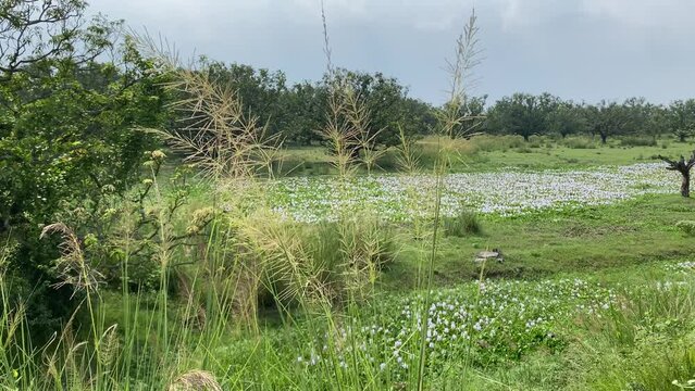 কাস ফুল (Kash Ful) | শরতের কাশ ফুল | কাশ ফুল | Totthadi