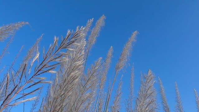 কাস ফুল (Kash Ful) | শরতের কাশ ফুল | কাশ ফুল | Totthadi