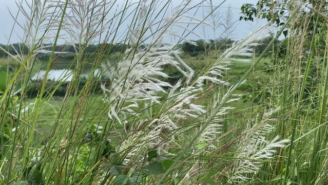 কাস ফুল (Kash Ful) | শরতের কাশ ফুল | কাশ ফুল | Totthadi