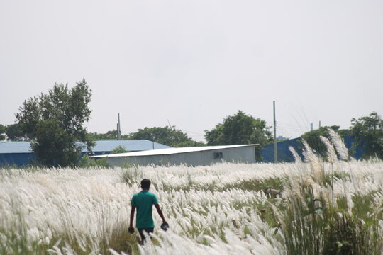 কাস ফুল (Kash Ful) | শরতের কাশ ফুল | কাশ ফুল | Totthadi