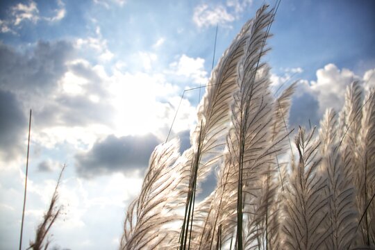 কাস ফুল (Kash Ful) | শরতের কাশ ফুল | কাশ ফুল | Totthadi