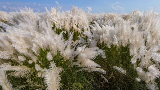 কাস ফুল (Kash Ful) | শরতের কাশ ফুল | কাশ ফুল | Totthadi