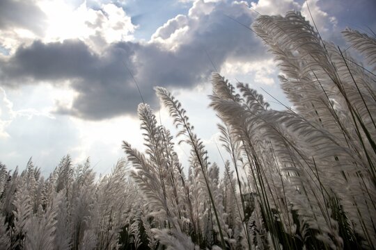 কাস ফুল (Kash Ful) | শরতের কাশ ফুল | কাশ ফুল | Totthadi