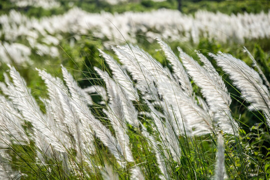 কাস ফুল (Kash Ful) | শরতের কাশ ফুল | কাশ ফুল | Totthadi