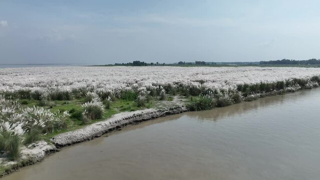 কাস ফুল (Kash Ful) | শরতের কাশ ফুল | কাশ ফুল | Totthadi