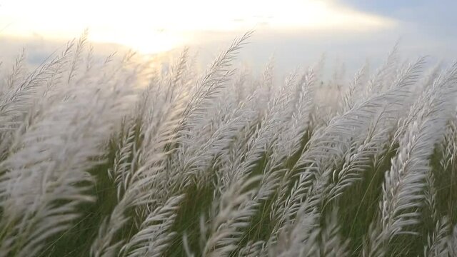 কাস ফুল (Kash Ful) | শরতের কাশ ফুল | কাশ ফুল | Totthadi